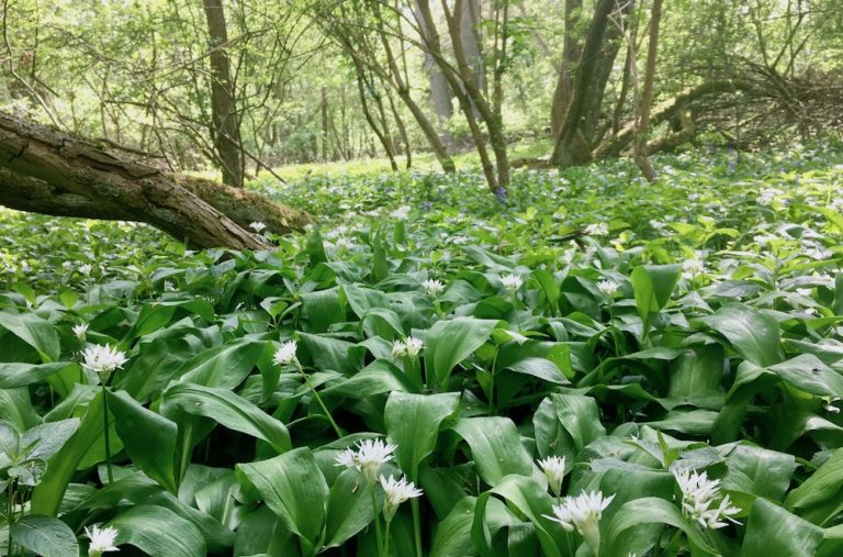 Wild Garlic: How to find, identify and enjoy it - Vegan on Board