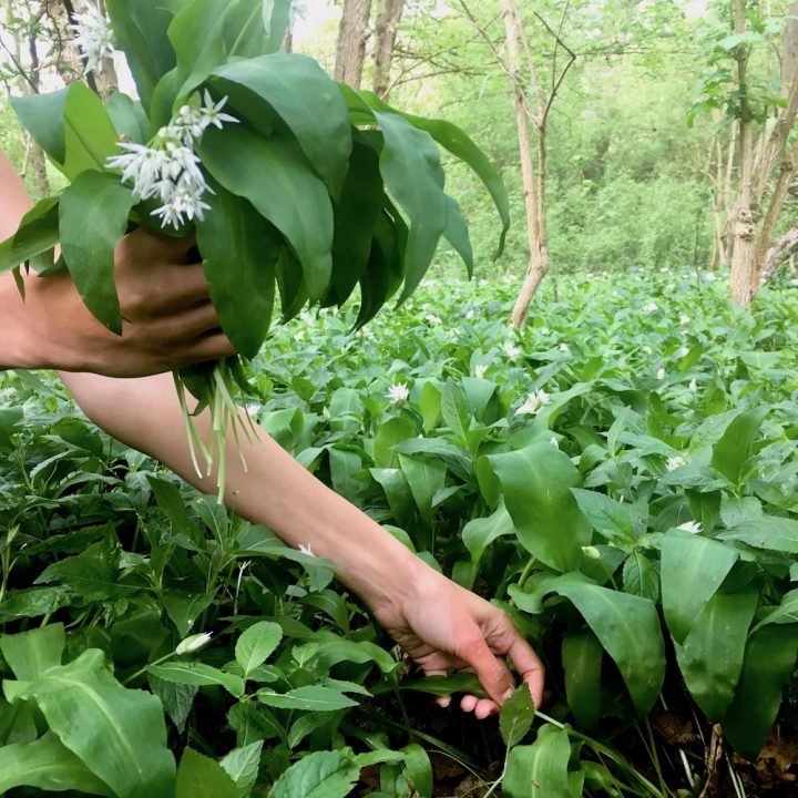 Wild Garlic: How to find, identify and enjoy it - Vegan on Board