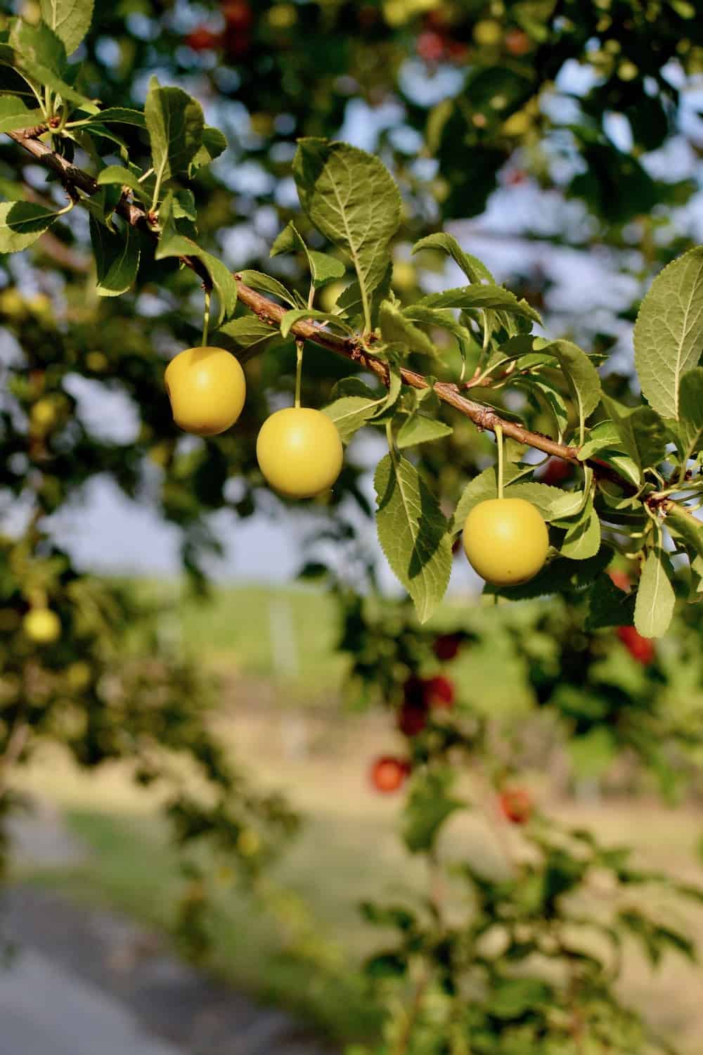 Wild Plum Compote - Easy and Quick Recipe - Vegan on Board