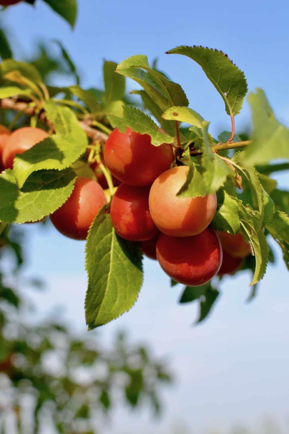 Wild Plum Compote - Easy and Quick Recipe - Vegan on Board