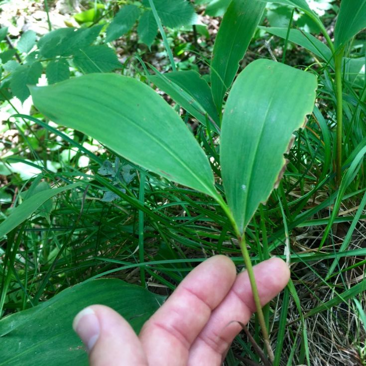 Wild Garlic: How to find, identify and enjoy it - Vegan on Board